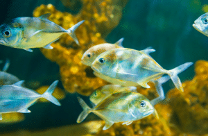 15 Fish With Big Eyes: Aquarium Species and Deep-Sea Giants ...