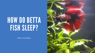 How Do Betta Fish Sleep? What I've Observed After Years of Keeping Them ...