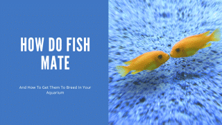 How Do Fish Mate? (And How To Get Them To Breed In Your Aquarium ...