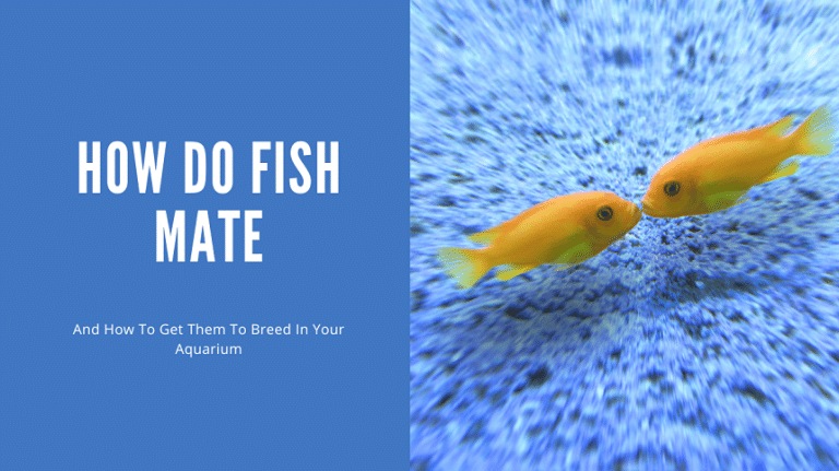 How Do Fish Mate? (And How To Get Them To Breed In Your Aquarium ...