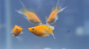 Molly Fish Care: Complete Guide (Including Why Salt and Hard Water ...