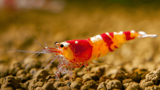 A Comprehensive Guide to Crystal Red Shrimp Care and Breeding ...