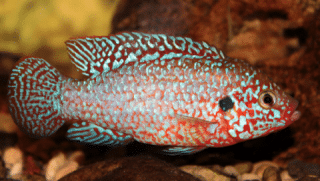 How to Care for a Jewel Cichlid in Your Home Aquarium - AquariumStoreDepot