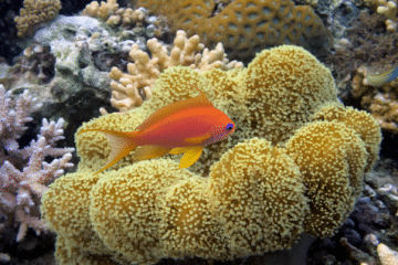 Everything You Need to Know About Toadstool Coral Care - AquariumStoreDepot