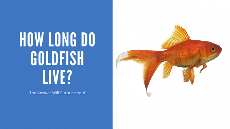 How Long Do Goldfish Live? (Its Longer Than You Think ...