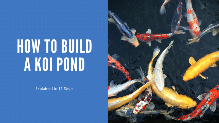 How To Build A Koi Pond (in 11 Steps) - AquariumStoreDepot
