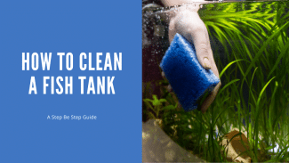 How to Clean a Fish Tank: A Step by Step Guide for Beginners ...