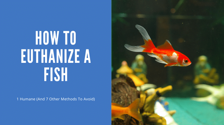 How to Euthanize a Fish Humanely (And 7 Methods to Avoid ...