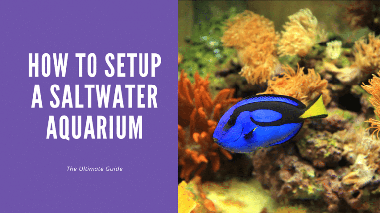 How to Setup a Saltwater Aquarium (The Ultimate Guide) - AquariumStoreDepot