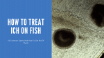 How to Treat Ich in Aquarium Fish: What Actually Works (From 25 Years ...