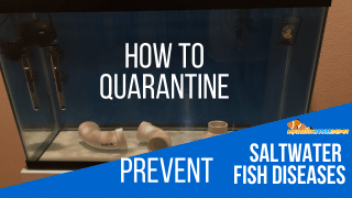 Saltwater Quarantine Tank Guide: The Setup Most Reef Keepers Skip (And ...
