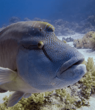 Fish With Big Forehead - 15 Species (with Photos) - AquariumStoreDepot