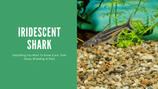 Iridescent Shark Care Guide: Tank Mates, Housing, and Feeding ...