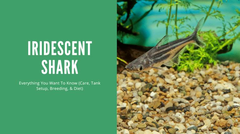Iridescent Shark Care Guide: Tank Mates, Housing, and Feeding ...
