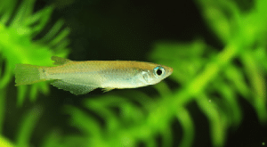 All About Japanese Rice Fish - Care, Breeding, and Diet ...
