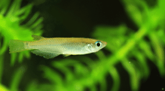 All About Japanese Rice Fish - Care, Breeding, and Diet ...