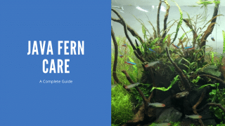 Java Fern Care - A Complete Guide - AquariumStoreDepot