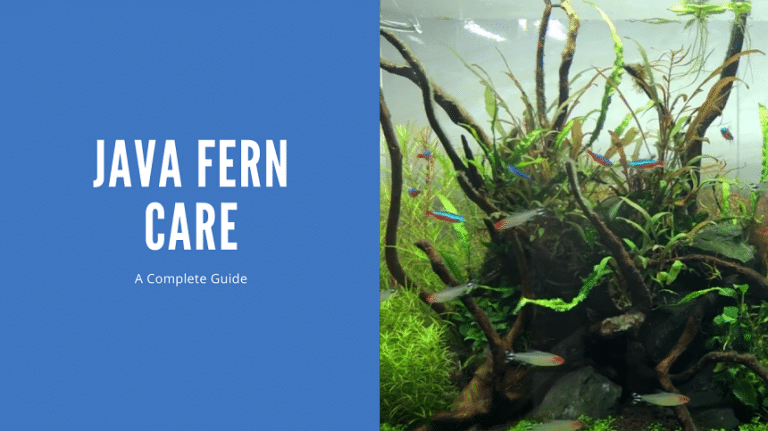 Java Fern Care - A Complete Guide - AquariumStoreDepot