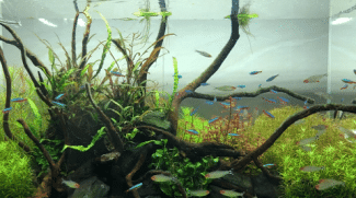 Java Fern Care - A Complete Guide - AquariumStoreDepot