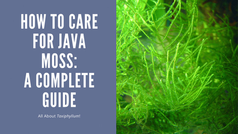 Java Moss Care - A How To Guide - AquariumStoreDepot
