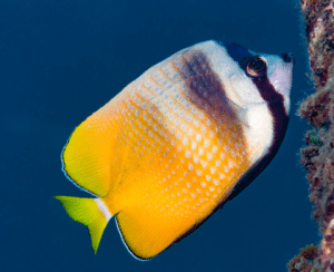 The Top 21 Types Of Butterfly Fish (With Pictures) - AquariumStoreDepot