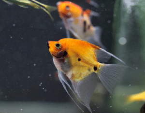 Rope Fish Care Guide: The Escape Artist You'll Actually Want to Keep ...