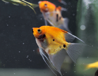 Rope Fish Care Guide: The Escape Artist You'll Actually Want to Keep ...