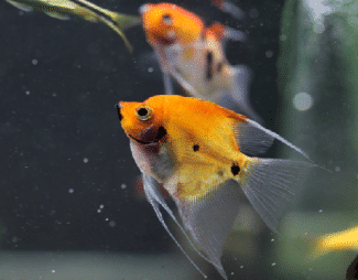 Rope Fish - A Complete Care Guide - AquariumStoreDepot