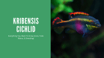 Complete Guide to Kribensis Cichlid Care and Breeding - AquariumStoreDepot