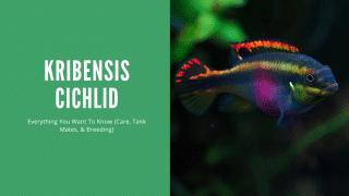 Complete Guide to Kribensis Cichlid Care and Breeding - AquariumStoreDepot