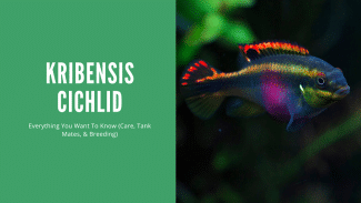 Complete Guide to Kribensis Cichlid Care and Breeding - AquariumStoreDepot