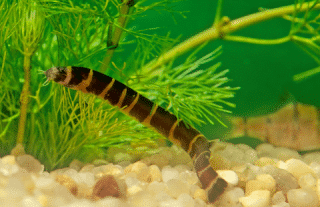 The 30 Best Freshwater Aquarium Fish (Expert Picks) - AquariumStoreDepot