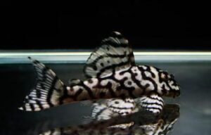 Zebra Pleco (L046): Complete Care Guide - AquariumStoreDepot