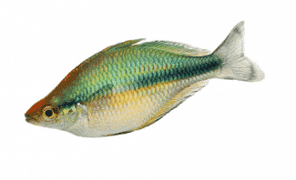 15 Popular Types of Rainbow Fish (With Pictures!) - AquariumStoreDepot