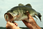15 Fish With Big Lips: Species Guide With Photos - AquariumStoreDepot