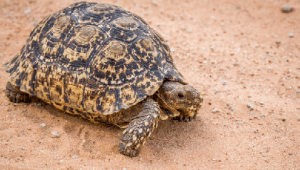 21 Types of Tortoise Species: A Guide to Finding the Right One ...