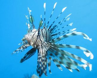 Fish That Looks Like A Dragon - Here's 21 - AquariumStoreDepot