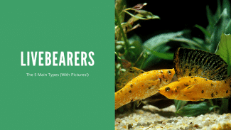 Livebearers - 5 Main Types (With Pictures!) - AquariumStoreDepot