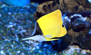 The Top 21 Types Of Butterfly Fish (With Pictures) - AquariumStoreDepot