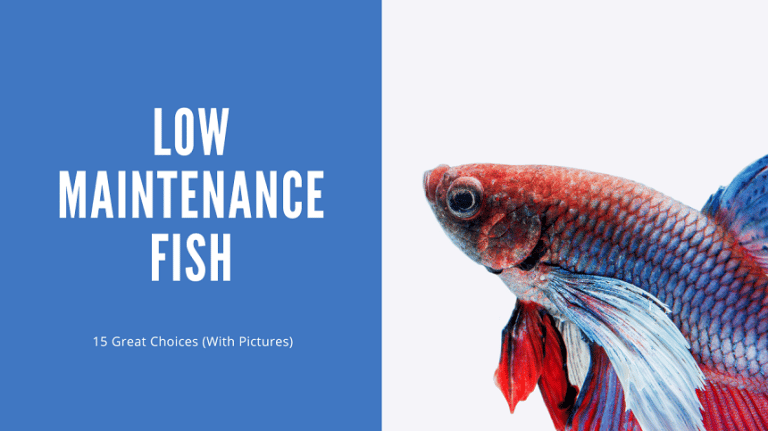 15 Low-Maintenance Fish That Are Actually Beginner-Friendly