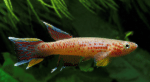Types Of Killifish - Top 8 (With Pictures!) - AquariumStoreDepot