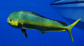 15 Fish With Big Foreheads: Species Guide With Photos - AquariumStoreDepot