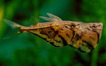 15 Aquarium Fish That Start With M (Species Guide) - AquariumStoreDepot