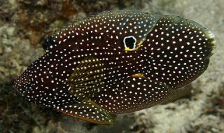 Black Fish Species - 10 Great Choices (With Pictures) - AquariumStoreDepot