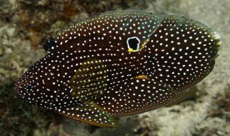 Black Fish Species - 10 Great Choices (With Pictures) - AquariumStoreDepot