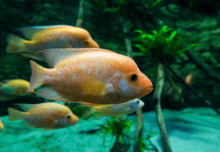 15 Aquarium Fish That Start With M (With Photos) - AquariumStoreDepot
