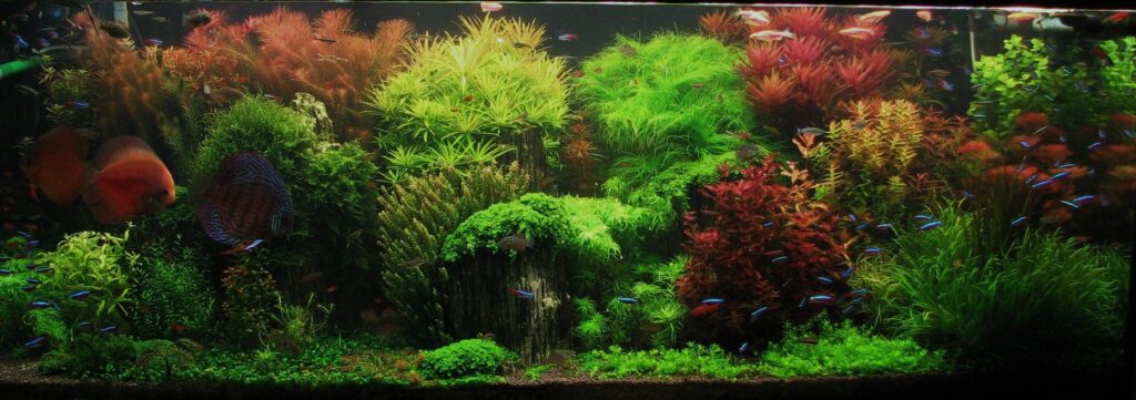 5 Modern Aquascaping Styles: What They Are and What They Actually Require