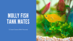 15 Best Molly Fish Tank Mates (Expert Guide) - AquariumStoreDepot