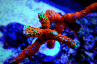 Montipora Coral Care - A Complete Guide - AquariumStoreDepot