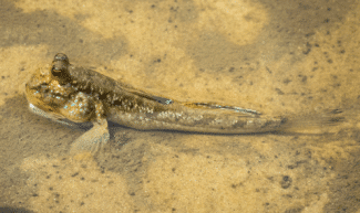 Fish With Legs: 15 Wild Species That Can Actually Walk - AquariumStoreDepot
